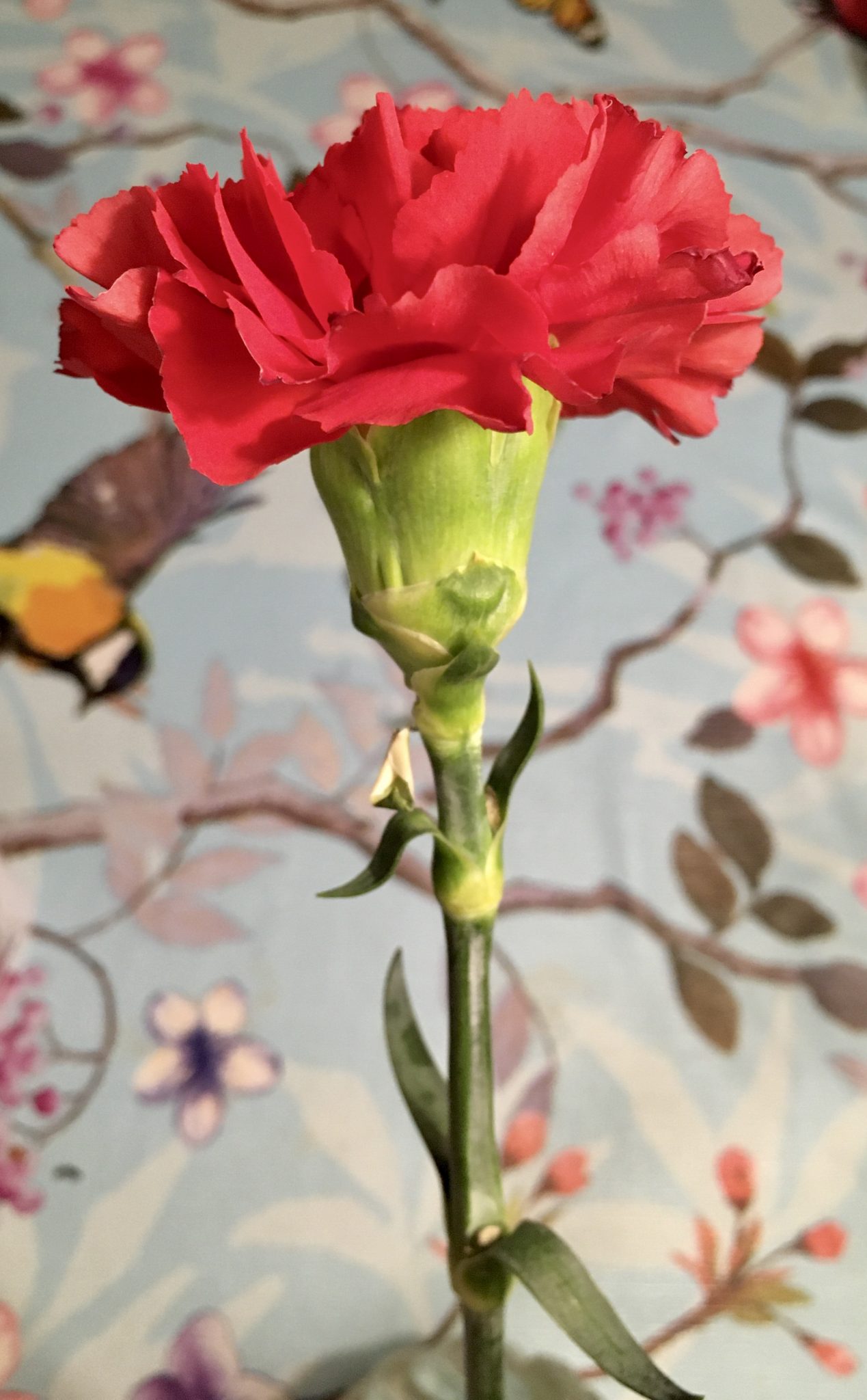 Meer over de introductie in de markt van Moonvista ™ de gentech anjer ...